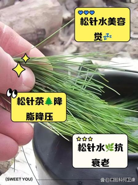 松针煮水的功效与作用_松针煮水能天天喝吗-第2张图片-山城妙识 松针煮水的功效与作用_松针煮水能天天喝吗-第2张图片-山城妙识