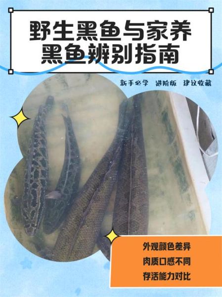 黑鱼为什么通灵性_民间说法科学依据-第1张图片-山城妙识