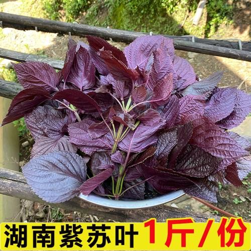 紫苏叶图片大全大图_紫苏叶长什么样-第2张图片-山城妙识