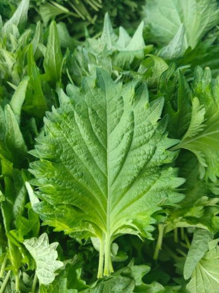 紫苏叶图片大全大图_紫苏叶长什么样-第3张图片-山城妙识