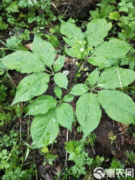 真正野人参叶子图片_野山参叶子长什么样-第3张图片-山城妙识