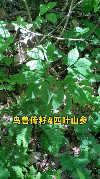 真正野人参叶子图片_野山参叶子长什么样-第2张图片-山城妙识