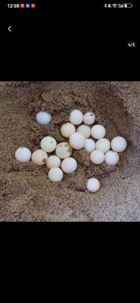 甲鱼蛋孵化需要多久_甲鱼蛋孵化温度湿度怎么控制-第1张图片-山城妙识 甲鱼蛋孵化需要多久_甲鱼蛋孵化温度湿度怎么控制-第1张图片-山城妙识