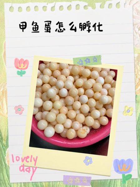 甲鱼蛋孵化需要多久_甲鱼蛋孵化温度湿度怎么控制-第2张图片-山城妙识 甲鱼蛋孵化需要多久_甲鱼蛋孵化温度湿度怎么控制-第2张图片-山城妙识