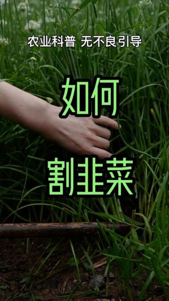 割韭菜什么意思_如何避免被割韭菜-第1张图片-山城妙识 割韭菜什么意思_如何避免被割韭菜-第1张图片-山城妙识