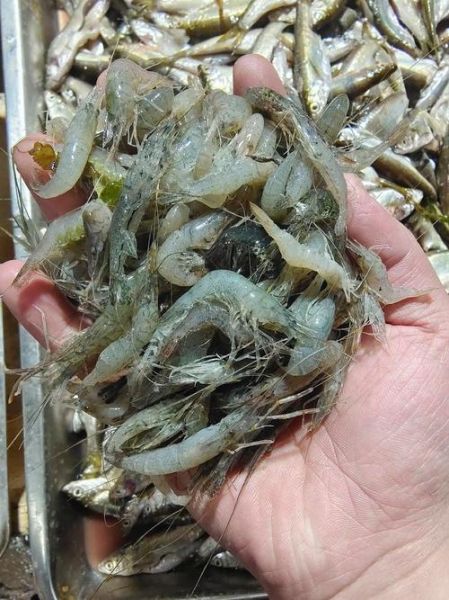 青虾图片大全大图片_高清青虾实拍图怎么拍-第2张图片-山城妙识