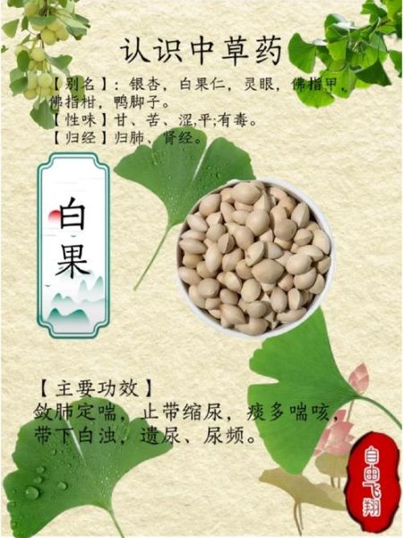 白果是什么东西_白果的功效与作用-第3张图片-山城妙识