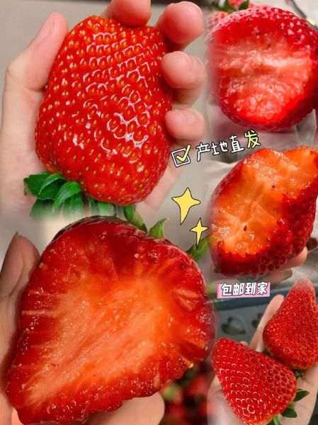 丹东特产有哪些值得买_丹东草莓怎么挑选-第1张图片-山城妙识