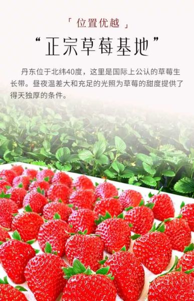 丹东特产有哪些值得买_丹东草莓怎么挑选-第2张图片-山城妙识