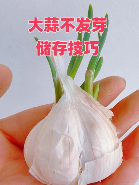 大蒜头怎么放不发芽_大蒜头保存不发芽的方法-第1张图片-山城妙识