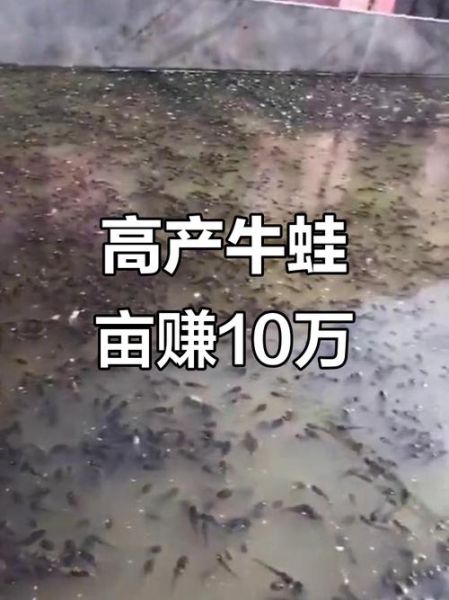 养10亩牛蛙多少成本_牛蛙养殖成本明细-第2张图片-山城妙识