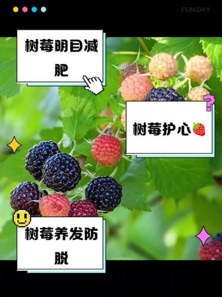 树莓怎么保存_树莓的功效与作用-第1张图片-山城妙识