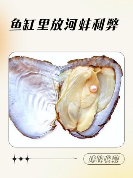 家里养河蚌好不好_河蚌能净化鱼缸吗-第1张图片-山城妙识