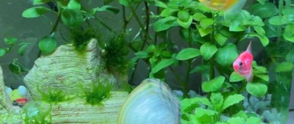 家里养河蚌好不好_河蚌能净化鱼缸吗-第2张图片-山城妙识