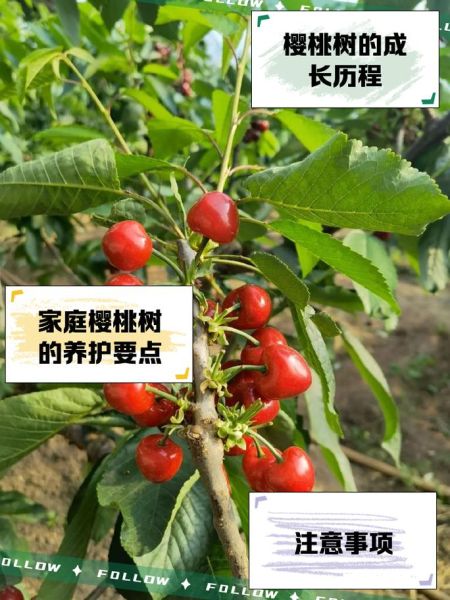 樱桃树图片大全_如何识别不同品种-第1张图片-山城妙识