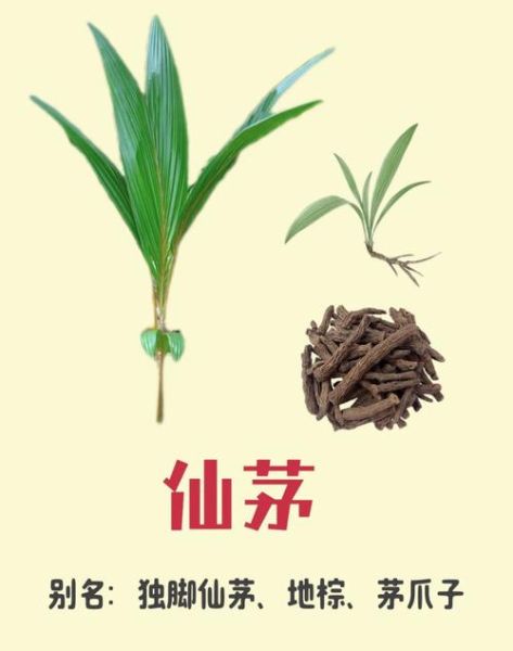 仙草是什么植物_仙草的功效与作用-第2张图片-山城妙识 仙草是什么植物_仙草的功效与作用-第2张图片-山城妙识