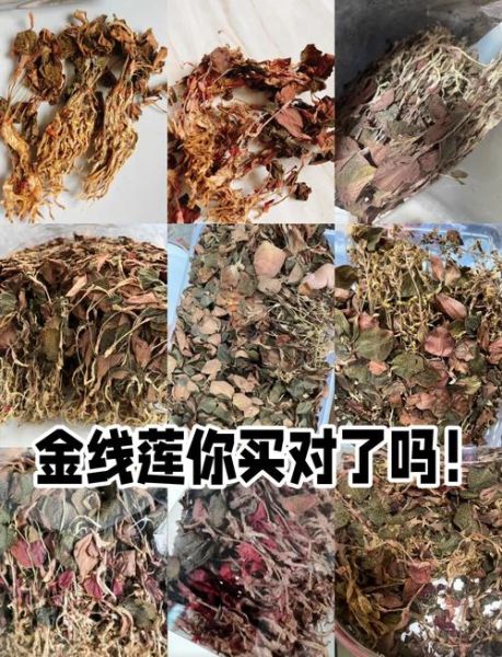 金线莲的功效与禁忌_金线莲哪些人不能吃-第2张图片-山城妙识