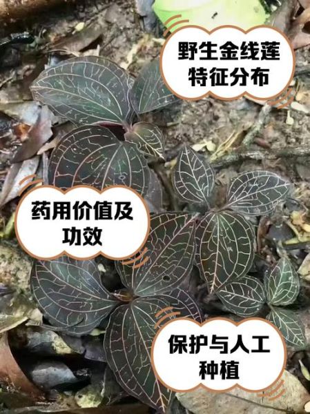 金线莲的功效与禁忌_金线莲哪些人不能吃-第3张图片-山城妙识