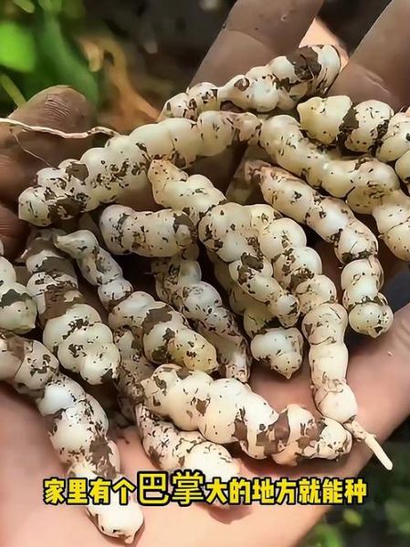 宝塔菜多少钱一斤_宝塔菜价格行情-第1张图片-山城妙识 宝塔菜多少钱一斤_宝塔菜价格行情-第1张图片-山城妙识