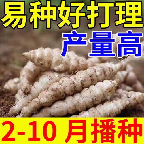 宝塔菜多少钱一斤_宝塔菜价格行情-第3张图片-山城妙识 宝塔菜多少钱一斤_宝塔菜价格行情-第3张图片-山城妙识