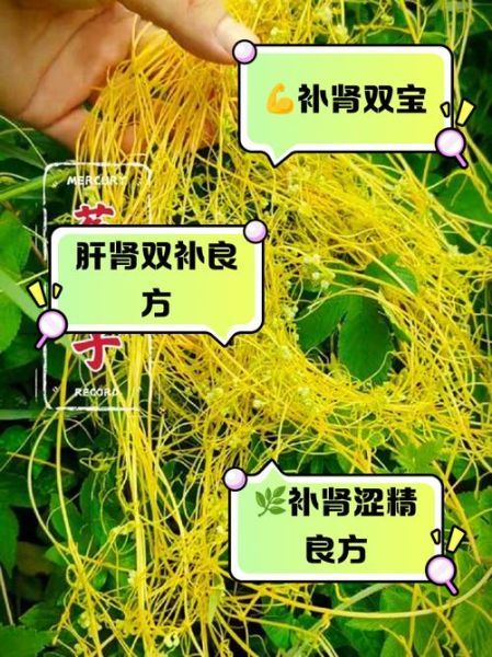 菟丝子补肾壮阳吗_菟丝子能提高性功能吗-第3张图片-山城妙识