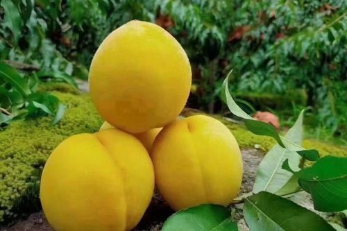炎陵黄桃多少钱一斤_炎陵黄桃价格行情-第3张图片-山城妙识