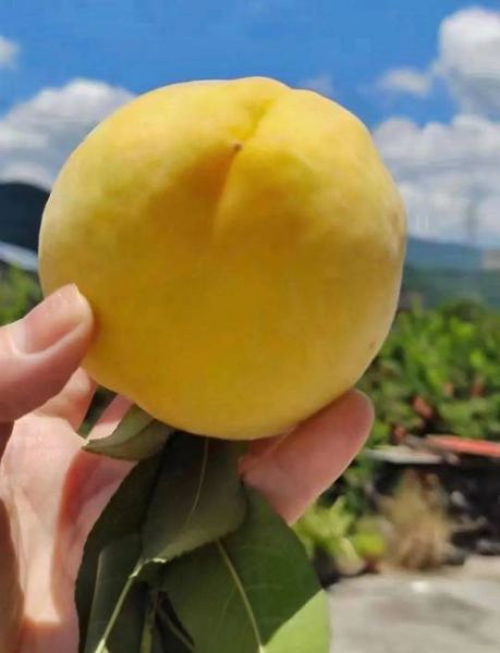 炎陵黄桃多少钱一斤_炎陵黄桃价格行情-第1张图片-山城妙识