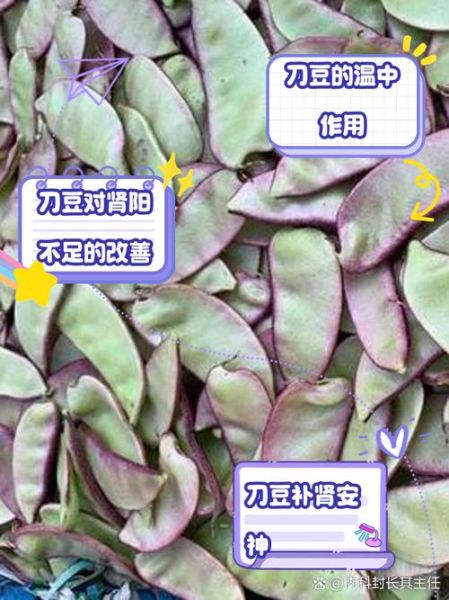 刀豆种子怎么种_刀豆种子几月播种-第3张图片-山城妙识 刀豆种子怎么种_刀豆种子几月播种-第3张图片-山城妙识