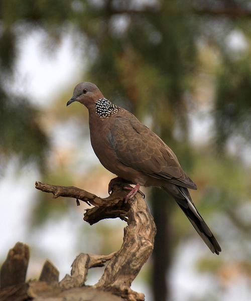 鸽子图片真实照片_如何辨别家鸽与野鸽-第3张图片-山城妙识