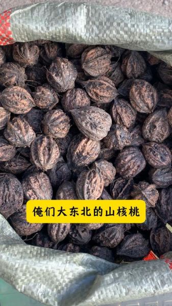 东北山核桃多少钱一斤_东北山核桃怎么挑选-第3张图片-山城妙识