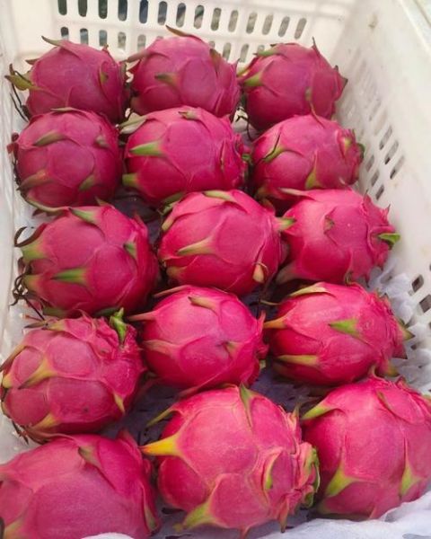 红心火龙果产地在哪里_红心火龙果哪个产地最好-第2张图片-山城妙识