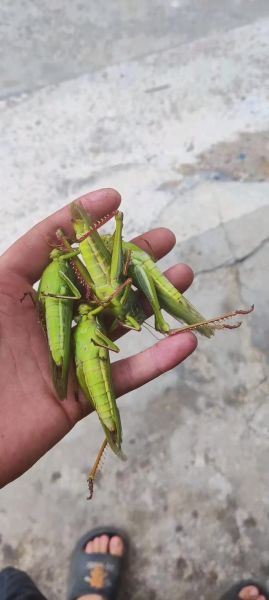 蚂蚱图片怎么拍_蚂蚱高清特写拍摄技巧-第3张图片-山城妙识