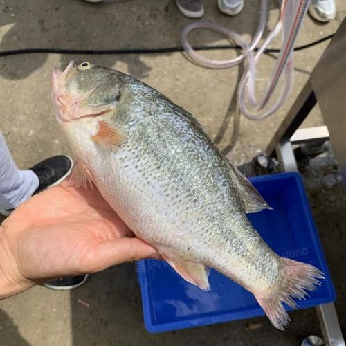 美国红鱼多少钱一斤_美国红鱼价格走势-第1张图片-山城妙识 美国红鱼多少钱一斤_美国红鱼价格走势-第1张图片-山城妙识