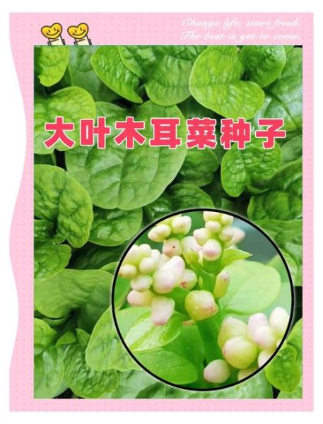 红木耳菜的功效与作用_红木耳菜怎么吃最营养-第2张图片-山城妙识