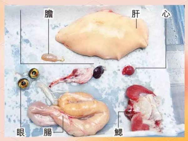 河豚毒素哪里有卖_河豚毒素购买渠道-第3张图片-山城妙识