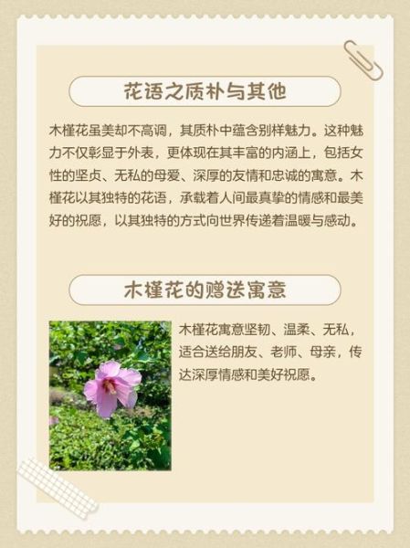 木槿花的花语是什么_木槿花怎么养护-第2张图片-山城妙识