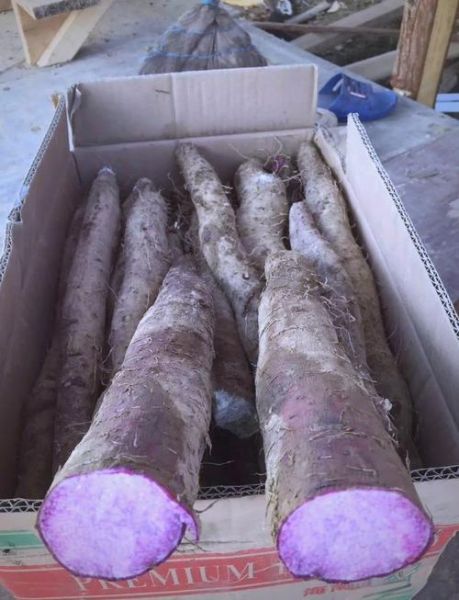 紫山药是转基因吗_紫山药安全吗-第2张图片-山城妙识