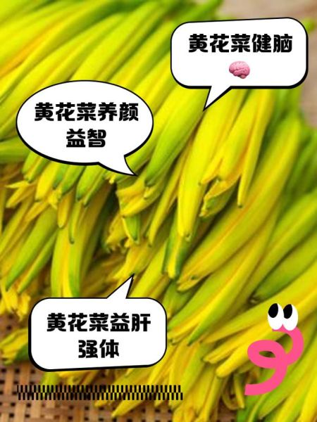 鲜黄花菜的功效与禁忌_怎么吃才安全-第3张图片-山城妙识