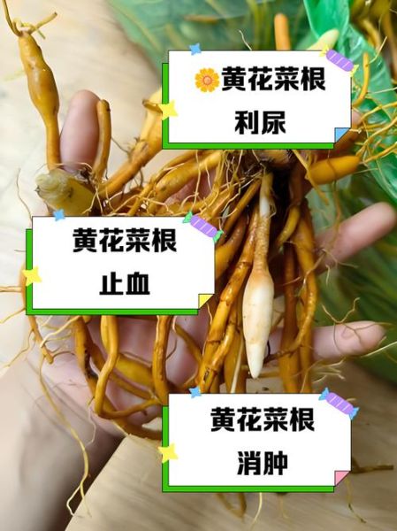 鲜黄花菜的功效与禁忌_怎么吃才安全-第2张图片-山城妙识