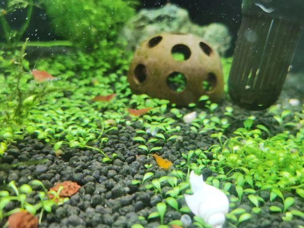 观赏虾抱卵多久下小虾_观赏虾卵多久孵化-第1张图片-山城妙识 观赏虾抱卵多久下小虾_观赏虾卵多久孵化-第1张图片-山城妙识