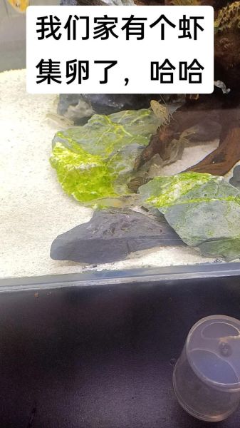 观赏虾抱卵多久下小虾_观赏虾卵多久孵化-第2张图片-山城妙识 观赏虾抱卵多久下小虾_观赏虾卵多久孵化-第2张图片-山城妙识