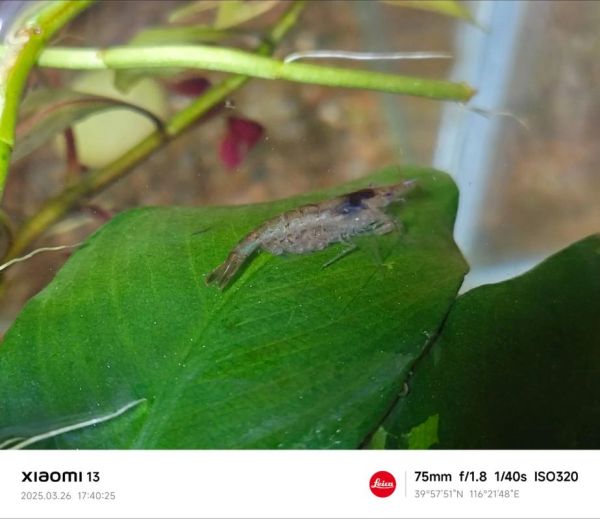 观赏虾抱卵多久下小虾_观赏虾卵多久孵化-第3张图片-山城妙识 观赏虾抱卵多久下小虾_观赏虾卵多久孵化-第3张图片-山城妙识