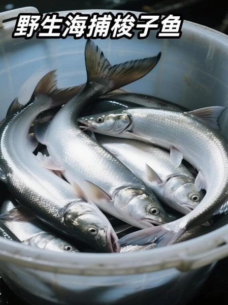 梭子鱼长什么样子_梭子鱼图片大全高清-第3张图片-山城妙识