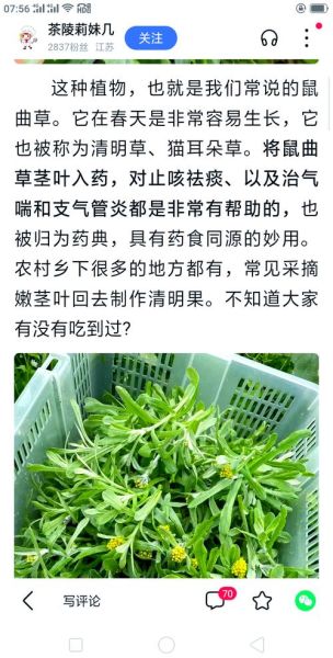 鼠曲草煮水喝有什么功效_鼠曲草煮水喝的禁忌-第2张图片-山城妙识 鼠曲草煮水喝有什么功效_鼠曲草煮水喝的禁忌-第2张图片-山城妙识