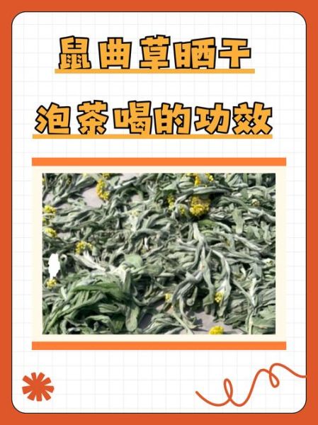 鼠曲草煮水喝有什么功效_鼠曲草煮水喝的禁忌-第1张图片-山城妙识 鼠曲草煮水喝有什么功效_鼠曲草煮水喝的禁忌-第1张图片-山城妙识