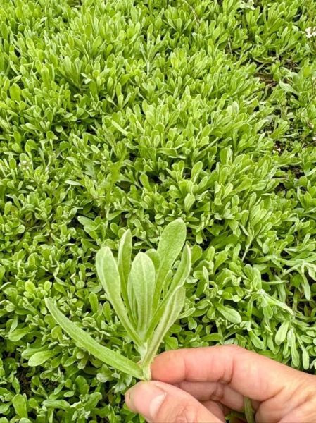 鼠曲草煮水喝有什么功效_鼠曲草煮水喝的禁忌-第3张图片-山城妙识 鼠曲草煮水喝有什么功效_鼠曲草煮水喝的禁忌-第3张图片-山城妙识