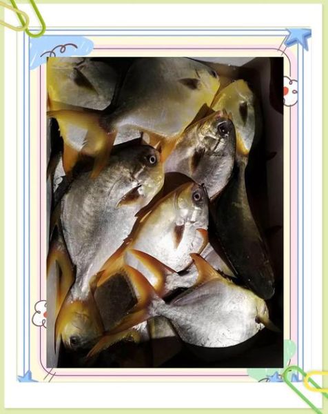 金鲳鱼刺多吗_适合宝宝吃吗-第3张图片-山城妙识