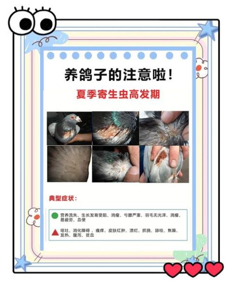 养鸽子新手入门_鸽子日常管理技巧-第2张图片-山城妙识