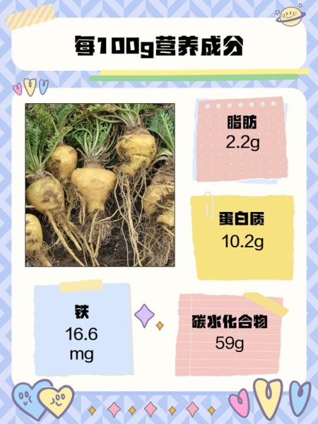 女人吃玛卡的功效与作用_玛卡对女性有哪些好处-第3张图片-山城妙识