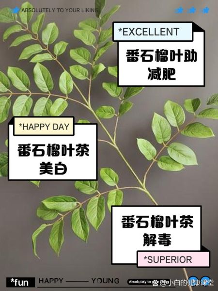 番石榴叶的功效与作用_番石榴叶怎么泡水喝-第2张图片-山城妙识 番石榴叶的功效与作用_番石榴叶怎么泡水喝-第2张图片-山城妙识